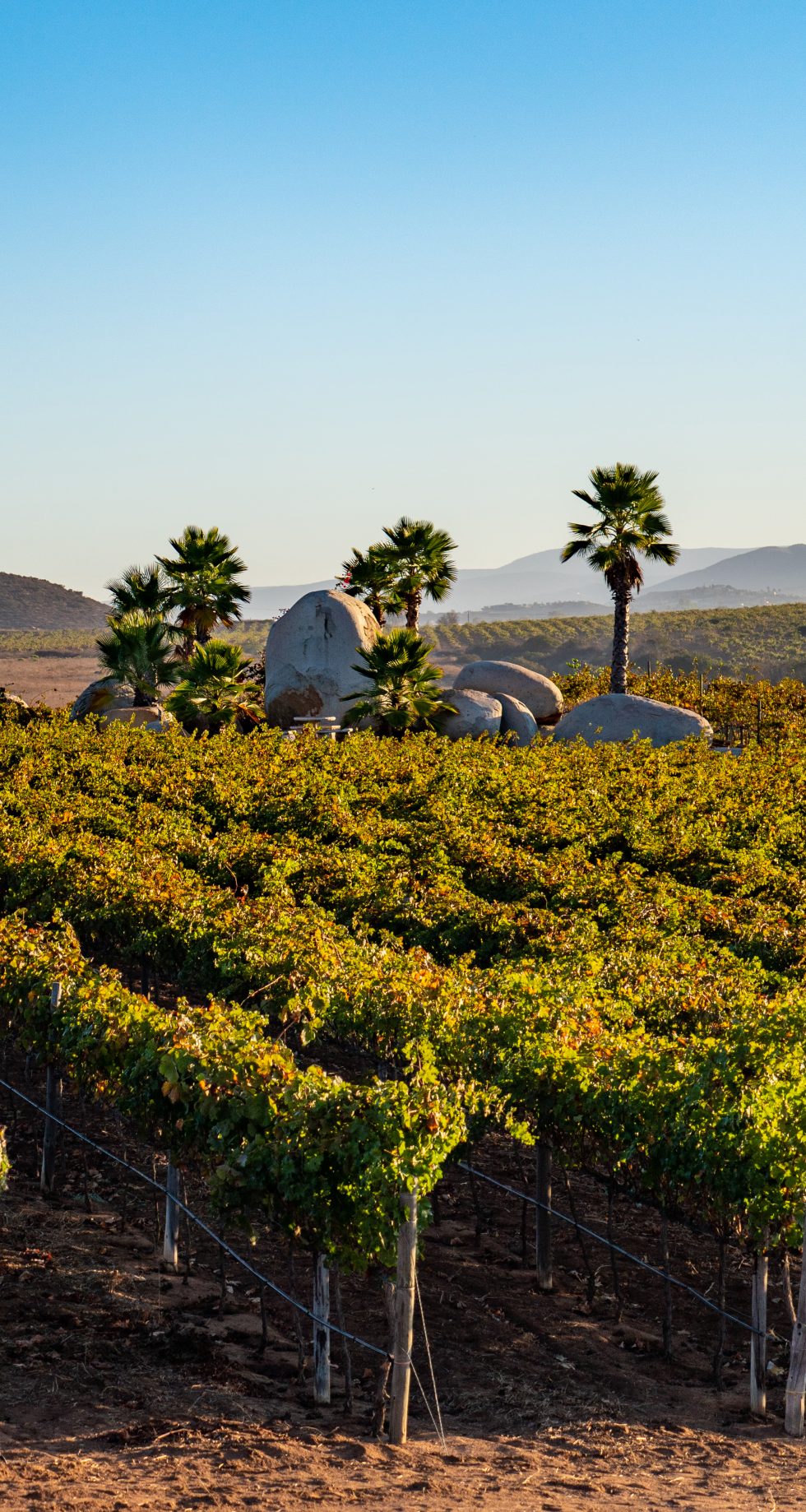 Our Wines | Viñedo En'kanto